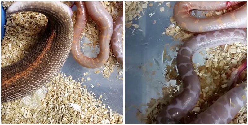 Kjo video po bën xhiron e botës, nga barku i gjarpërit dalin 6…