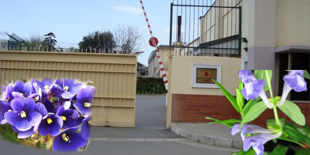 Tenderi i çuditshëm i SHISH: Të blejmë lule "gjize" e "gojujku" në vazo ...