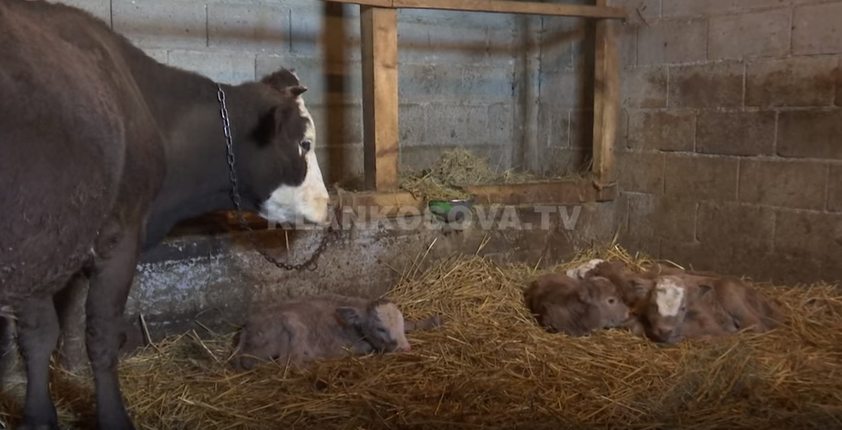 Një në 11 milionë, lopa bën 4 viça në Kosovë