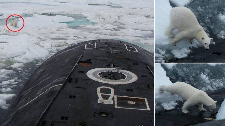 Ariu polar tenton të hyjë në nëndetëse, i nxitur nga kurioziteti vendos ...