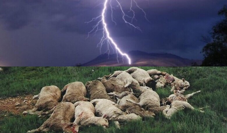 Rrufeja godet tufën e dhive në Klos, ngordhin 28 prej tyre