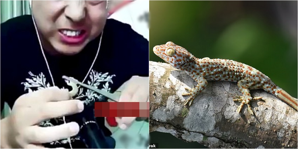 Po hante insekte dhe hardhuca, 35-vjeçari ndërron jetë në transmetim direkt