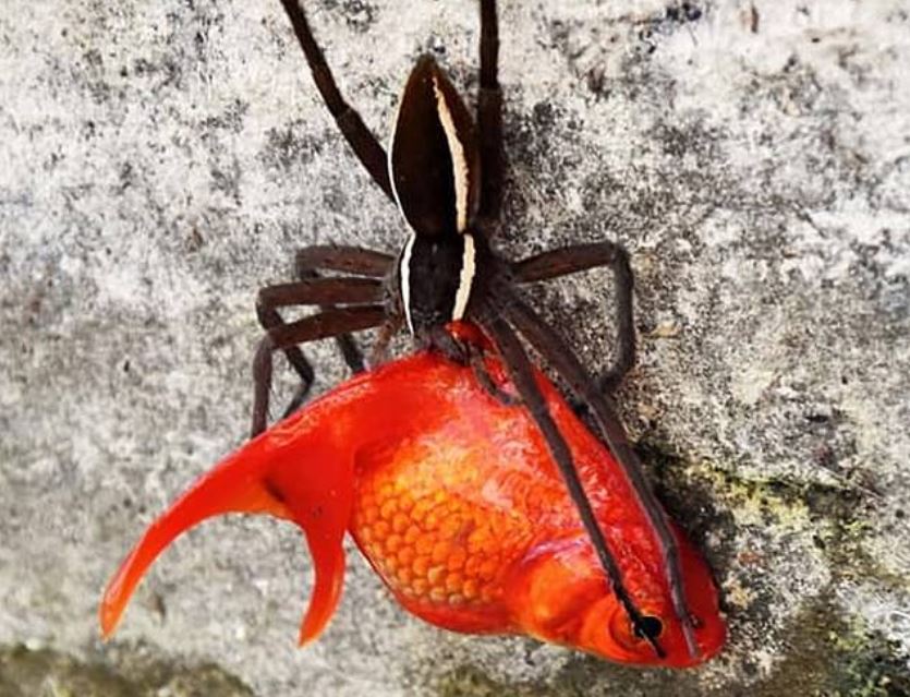 Burri vë duart në kokë, merimanga i ka marrë peshkun e madh nga akuariumi