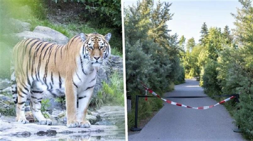 E rëndë/ Tigri siberian sulmon për vdekje kujdestaren 55-vjeçare