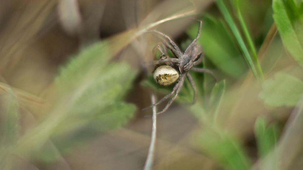 Frikë nga gjarpërinjtë dhe merimangat? Ky aplikacion ju tregon nëse ...