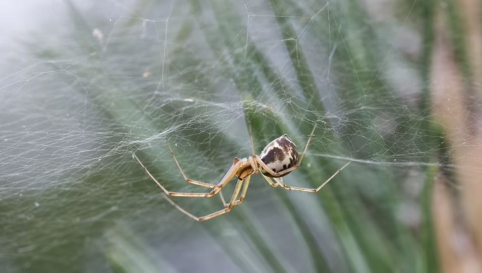 Pas përmbytjeve dhe minjve, Australia 'pushtohet' nga merimangat