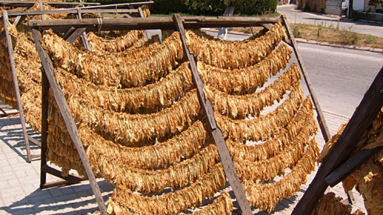 Ulet prodhimtaria e duhanit