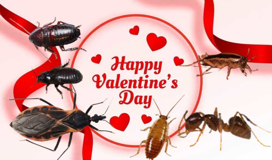 Shën Valentini po afron! Kopshti zoologjik: Emërtoni një buburrec me ...