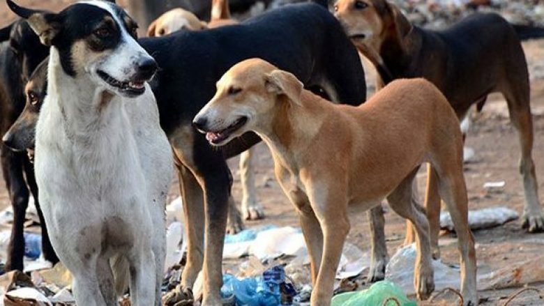 Struga e mbushur me qen endacakë, Komuna nuk ka të ndara mjete për ...
