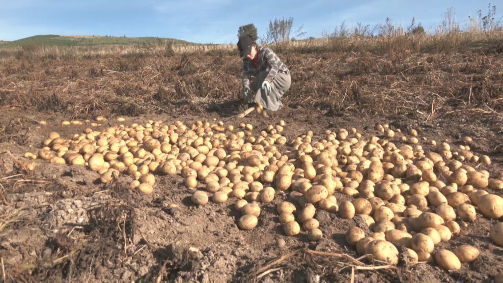 Patatja e Shishtavecit tani ka vetëm emrin, prodhimi ulet e çmimi rritet