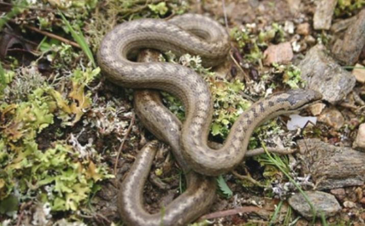 E rëndë në Korçë, emigranti pickohet nga gjarpri teksa ecte në mal