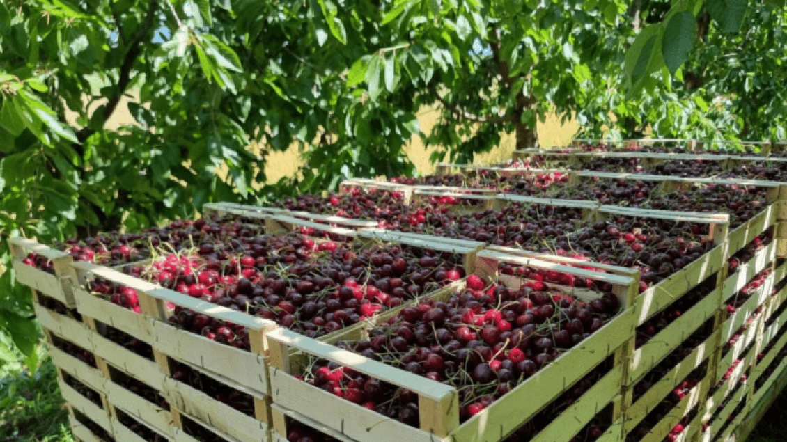 Agresioni rus pamundëson eksportin e qershisë së Ohrit në Ukrainë