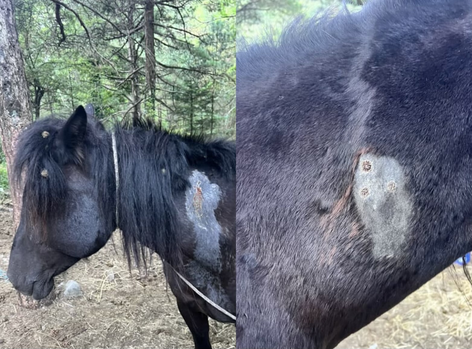 Kuajtë janë qëlluar me armë, barinjtë e Vlorës: Policia po mbron ...